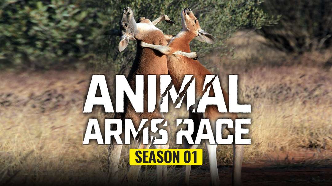 Animal Arms Race S01