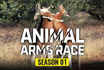 Animal Arms Race S01