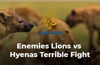 BBC Documentary - Enemies Lions vs Hyenas Terrible Fight BBC Docum